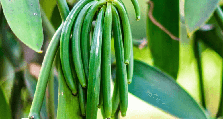 VANILLA AROMATICA: Homeopathic Medicine Uses, Symptoms, Treatment ...